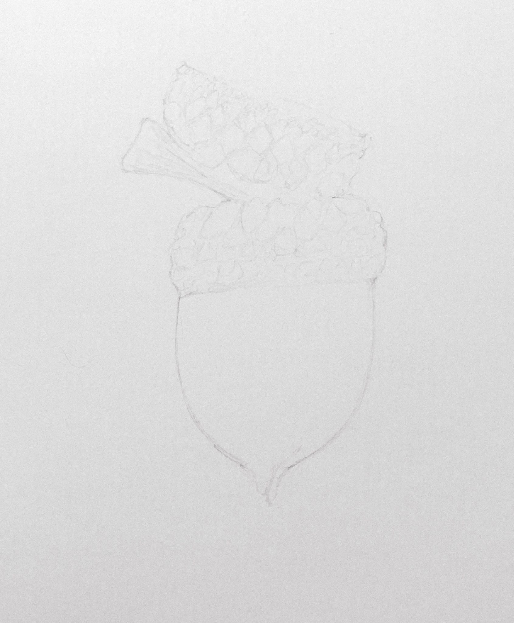 Acorn drawing step-by-step – ReFine Art Blog