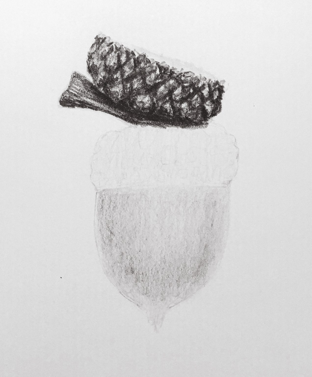Acorn drawing step-by-step – ReFine Art Blog