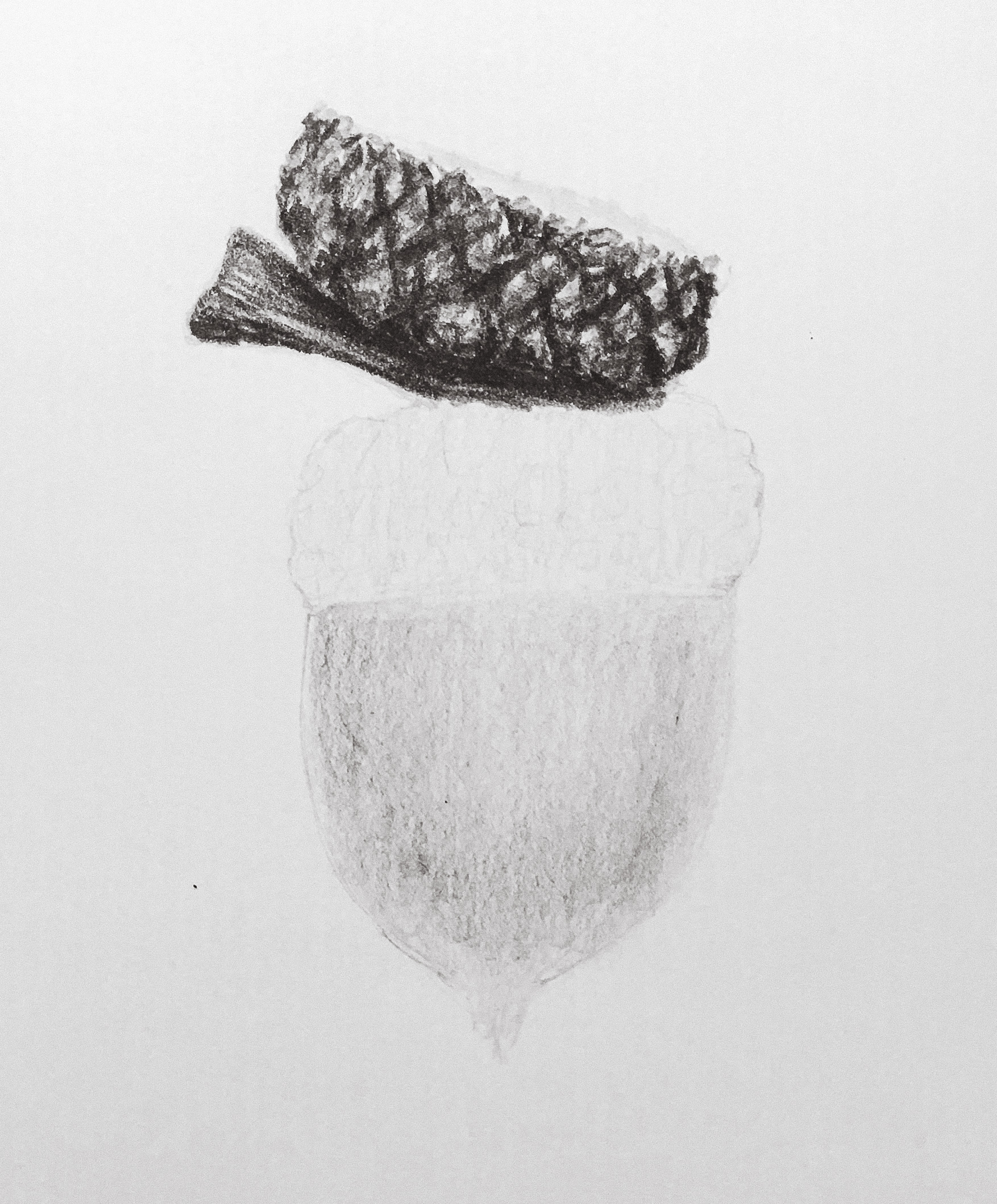 Acorn drawing step-by-step – ReFine Art Blog