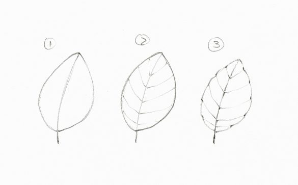 How to draw realistic leaves – ReFine Art Blog